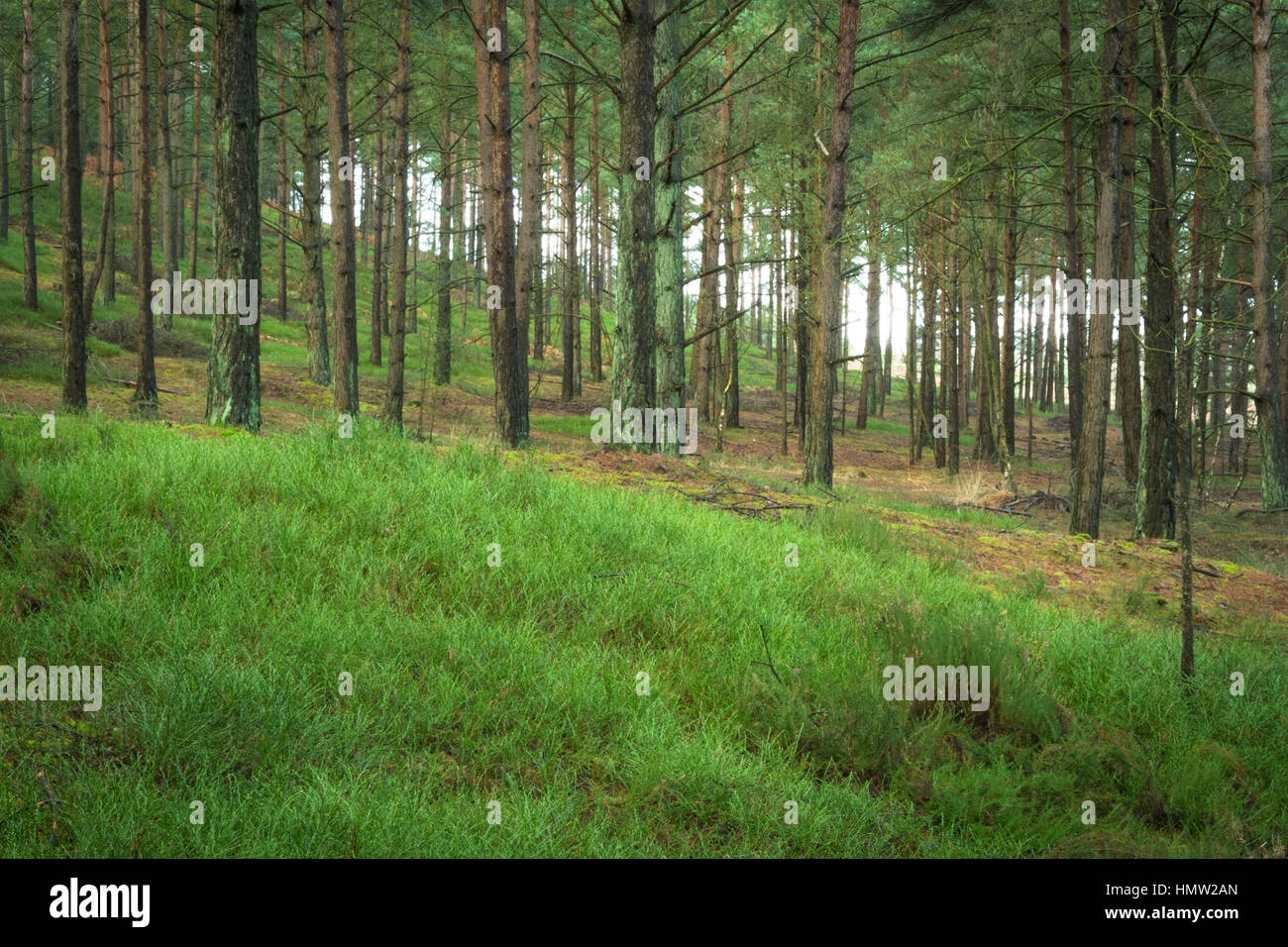 Woodland pine hi-res stock photography and images - Alamy