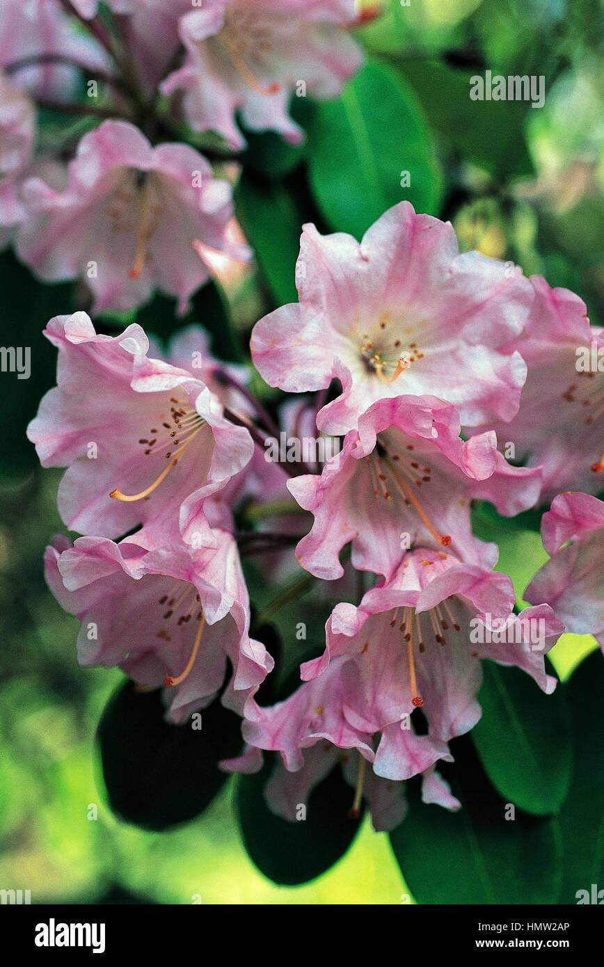 Labrador tea plant hi-res stock photography and images - Alamy