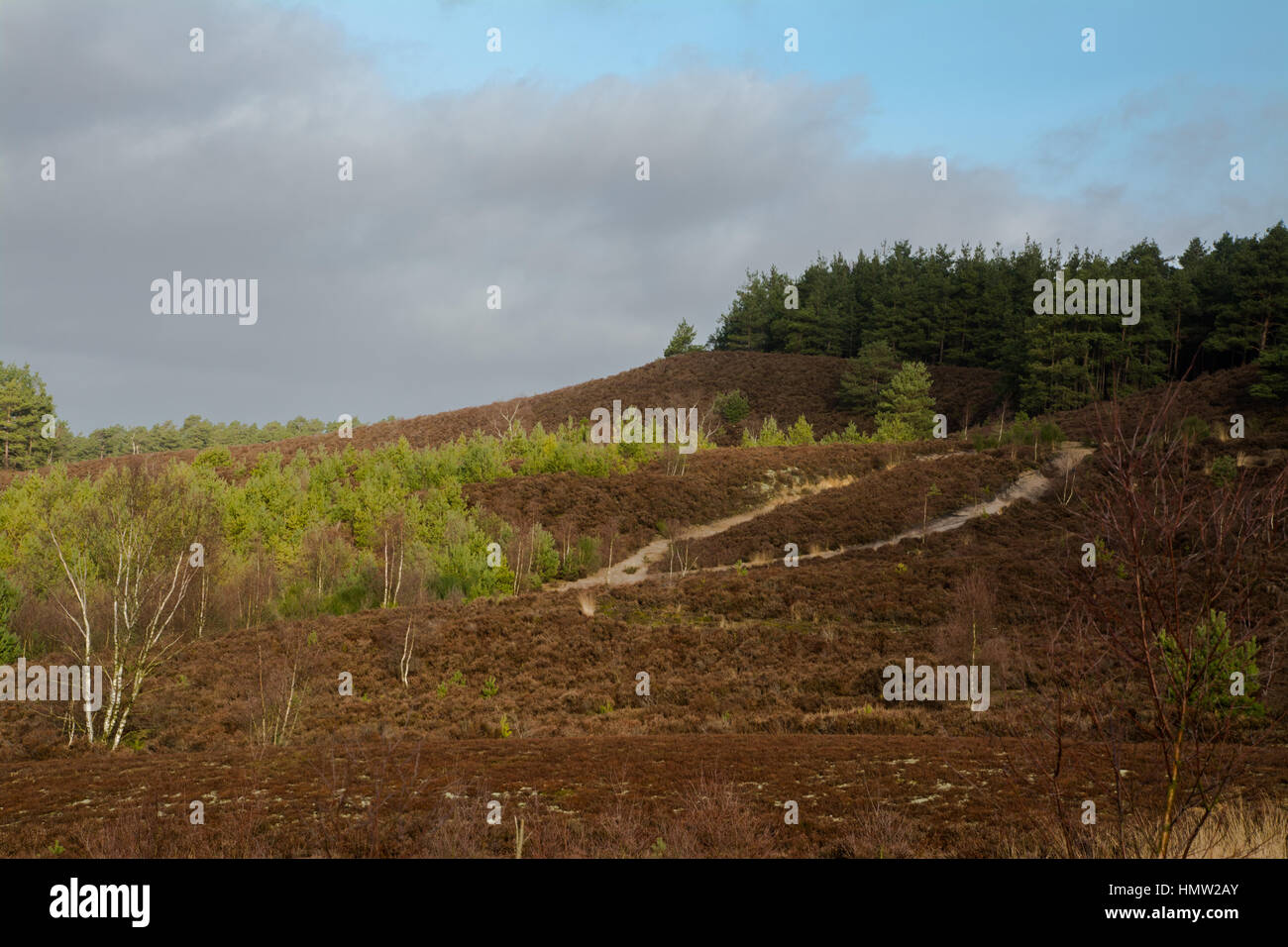 Heather-covered hillside in Surrey, UK Stock Photo - Alamy