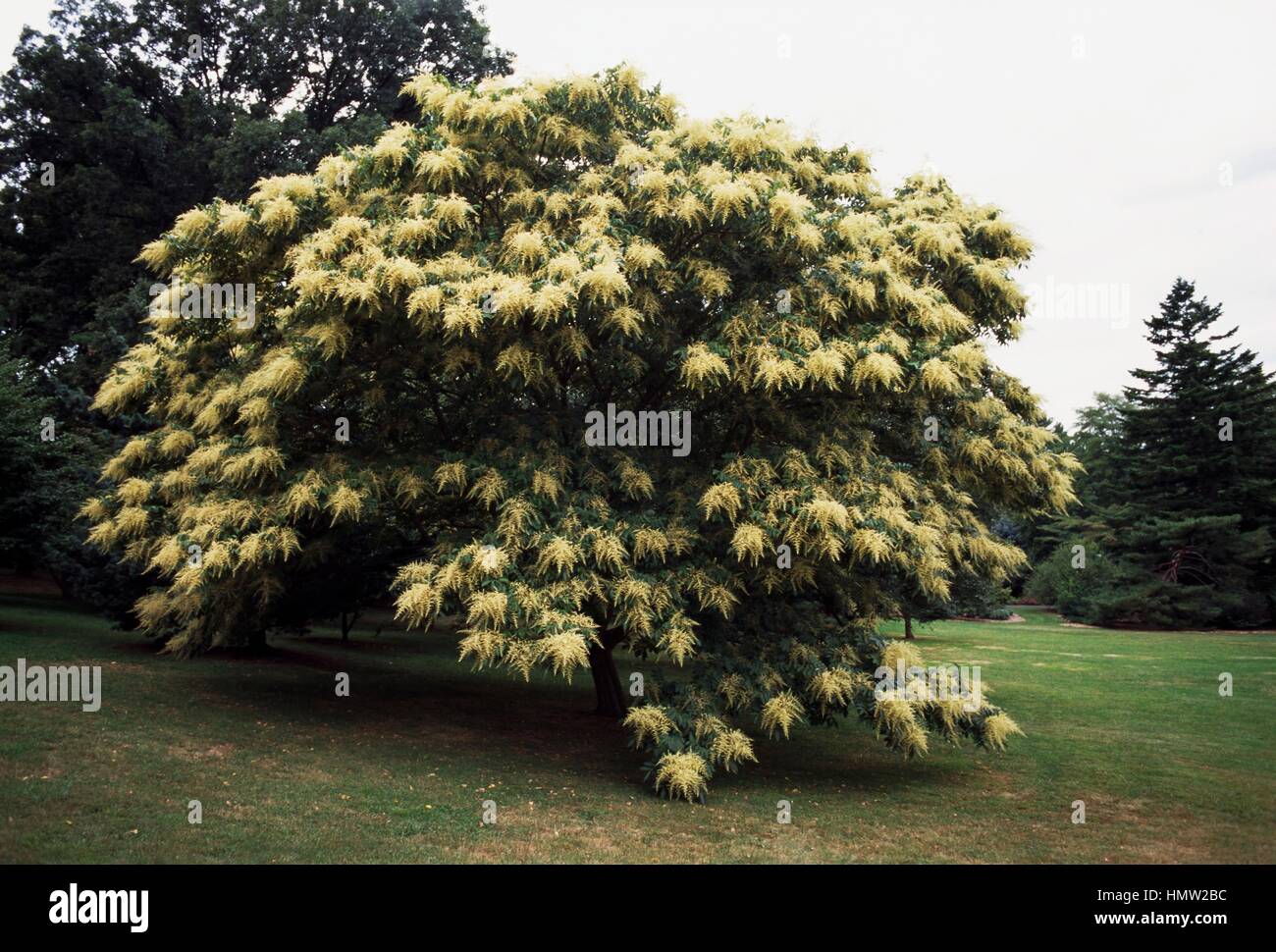 Chinese Sumac (Rhus chinensis September Beauty), Anacardiaceae Stock ...