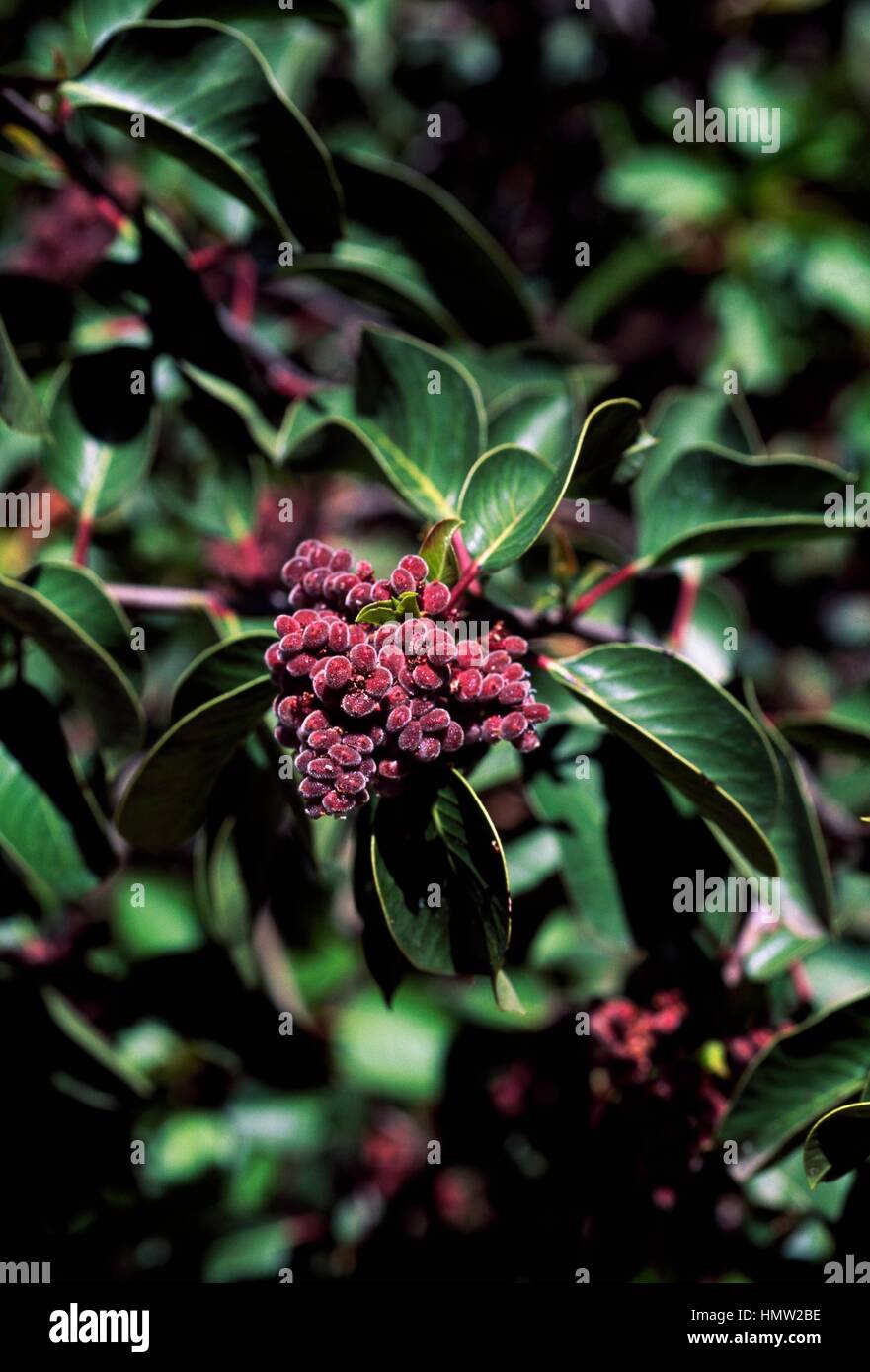 Sugar Bush or Sugar Sumac leaves and fruits (Rhus ovata), Anacardiaceae ...