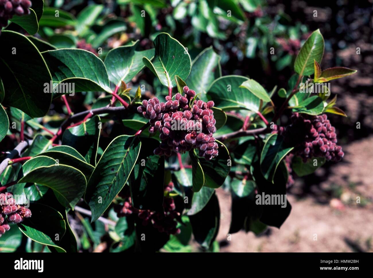 Sugar sumac hi-res stock photography and images - Alamy