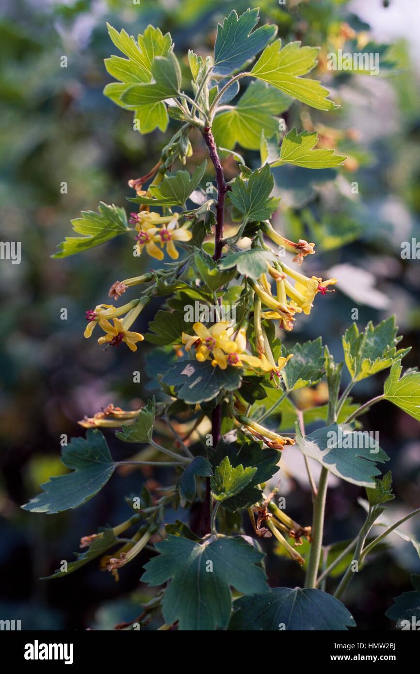 Aureum hi-res stock photography and images - Alamy