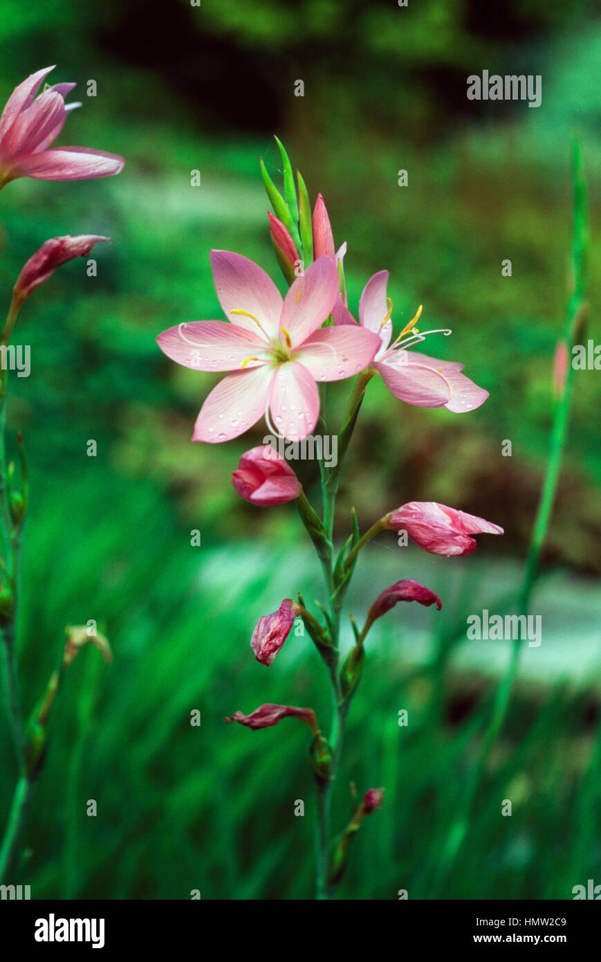 River Lily (Schizostylis coccinea or Hesperantha coccinea Mrs Hegarty ...