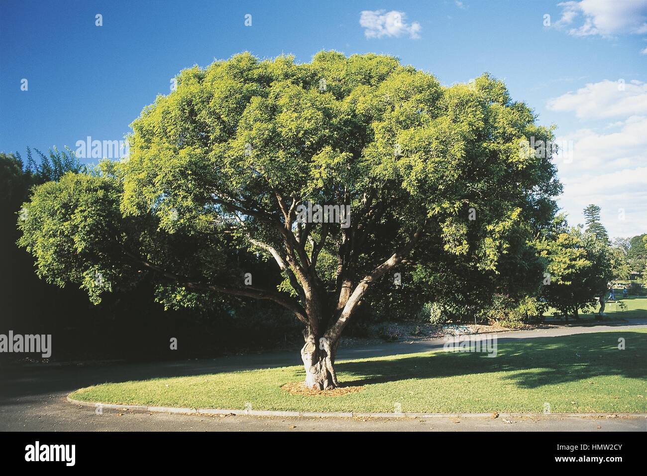 Botany - Myrtaceae - Riberry (Syzygium luehmannii Stock Photo - Alamy