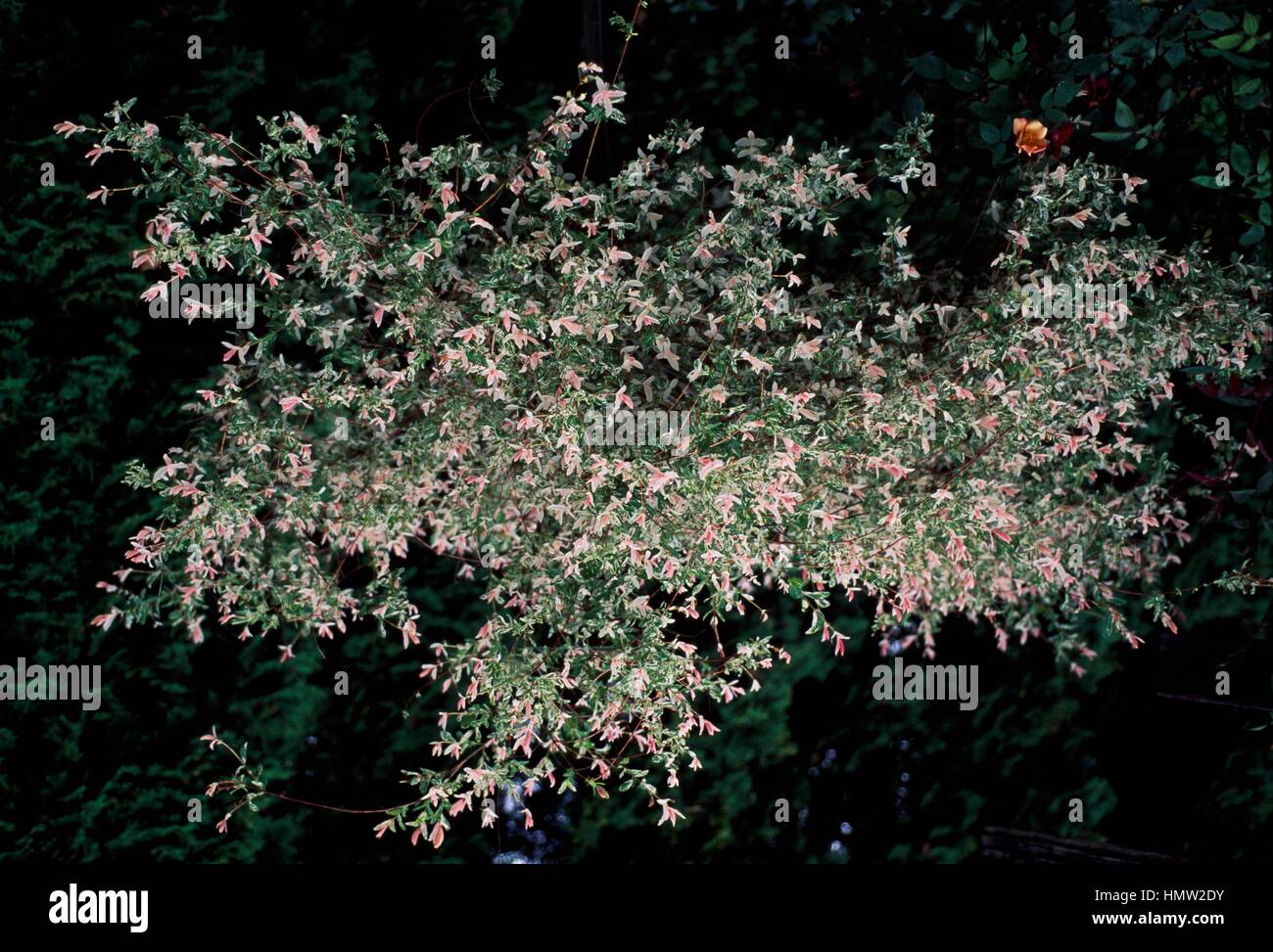 Willow flower specimen (Salix integra Alba Maculata), Salicaceae Stock ...