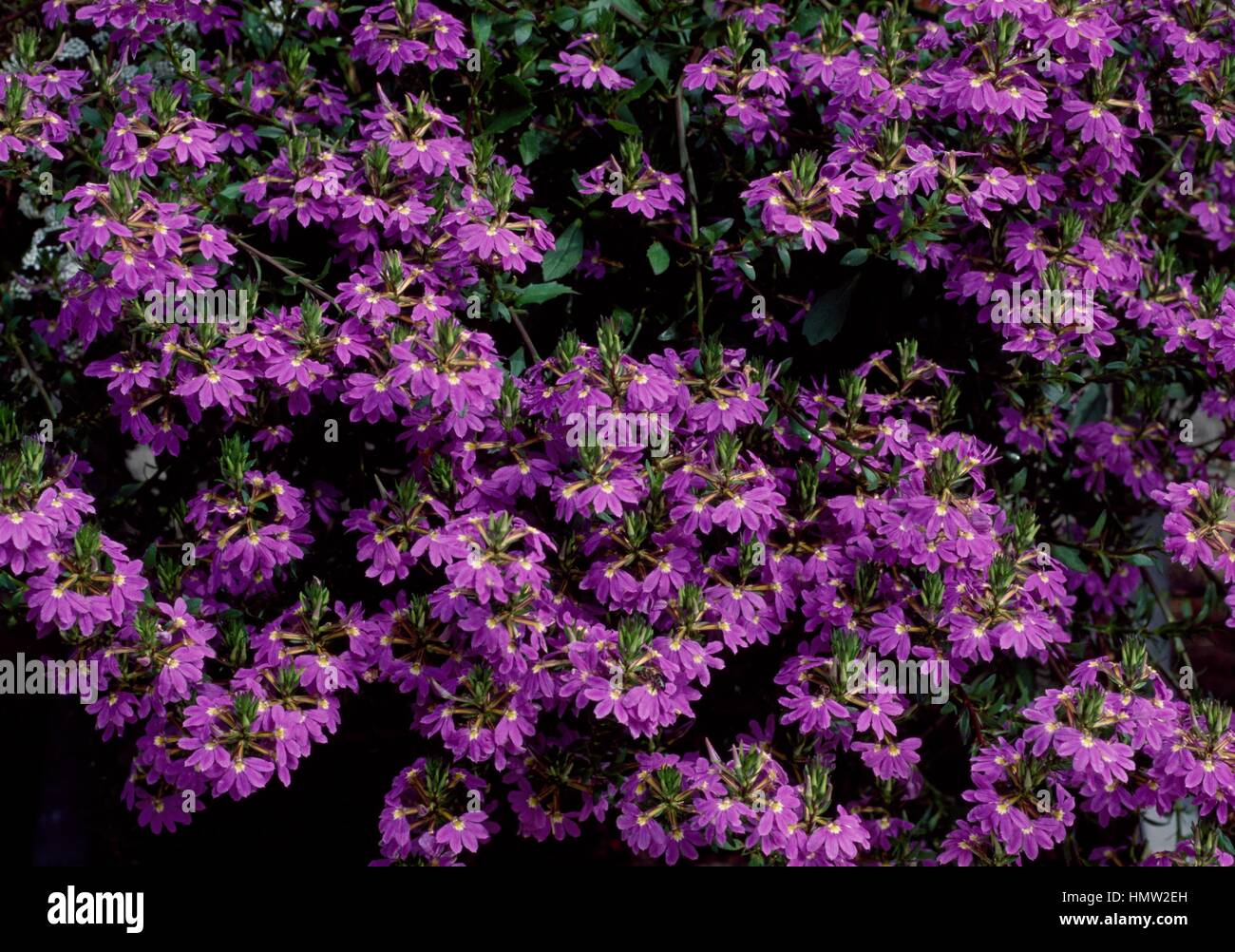 Fan Flower (Scaevola aemula Blue Wonder), Goodeniaceae Stock Photo - Alamy