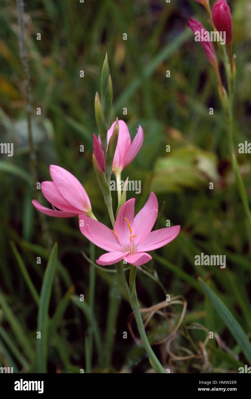 River Lily (Schizostylis coccinea or Hesperantha coccinea Sunrise ...