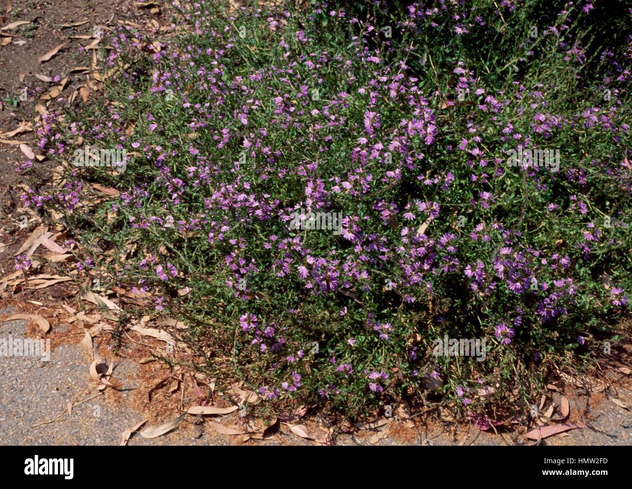 Hybrid of fan flower scaevola sp hi-res stock photography and images ...