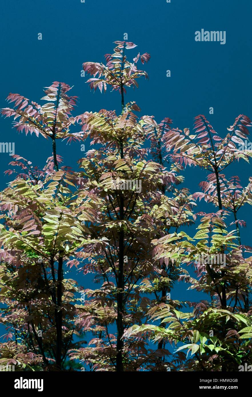 Chinese Mahogany branches (Toona sinensis), Meliaceae Stock Photo - Alamy