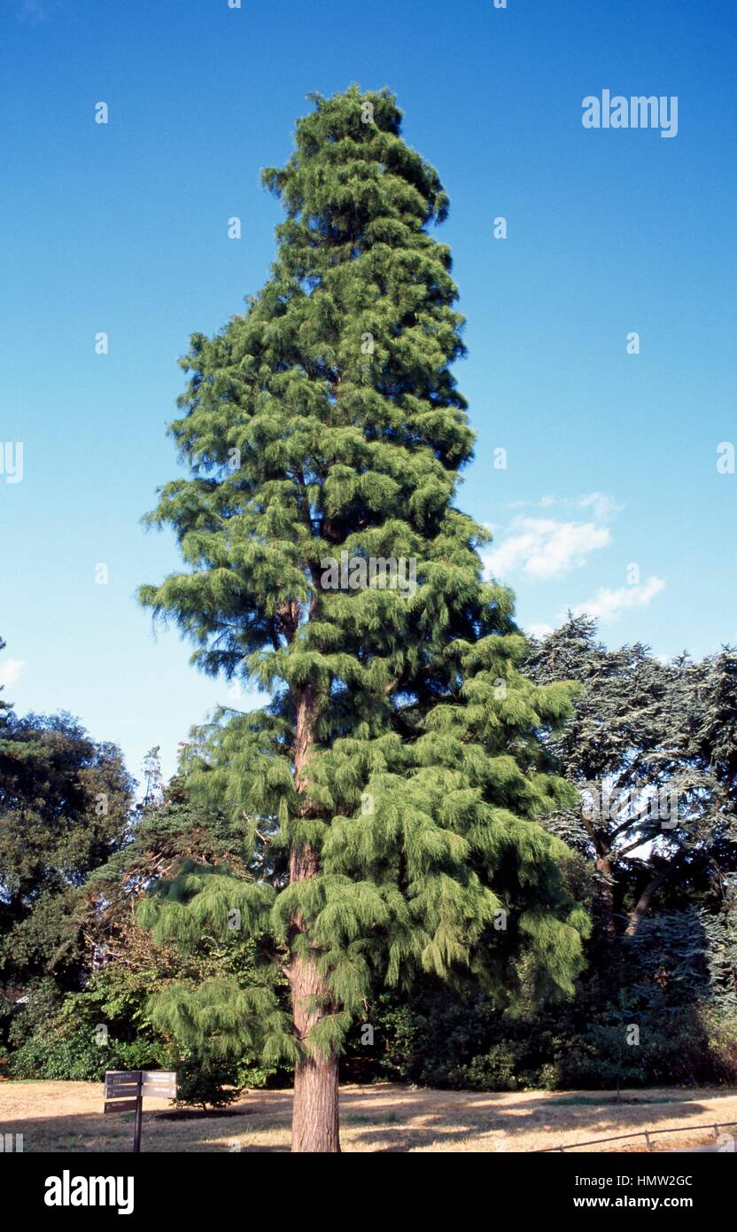 Tassodio (Taxodium ascendens), Cupressaceae Stock Photo - Alamy