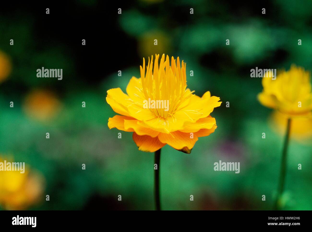 Chinese globe flower (Trollius chinensis), Ranunculaceae Stock Photo ...