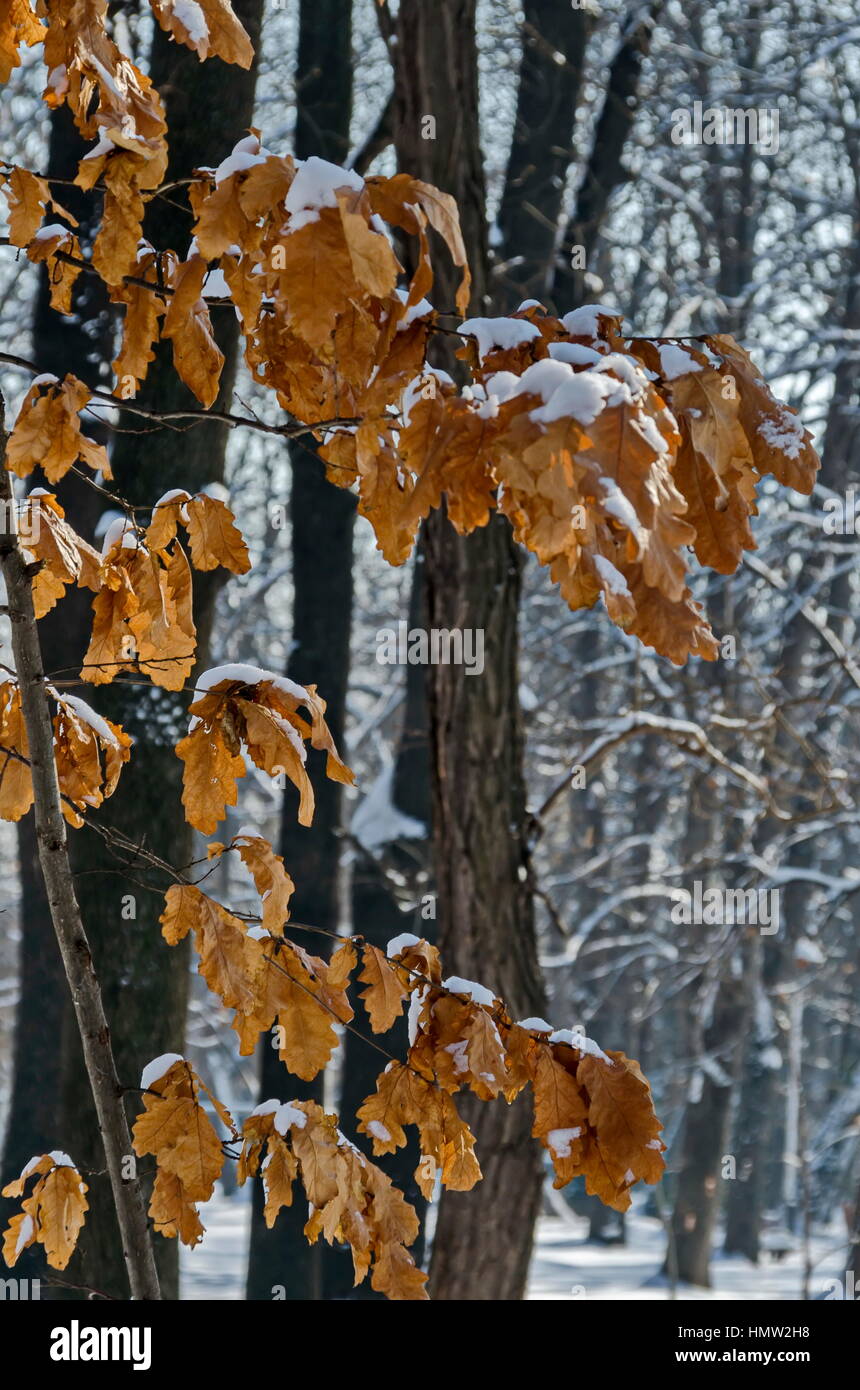 Magnetic winter scene of forest and young sapling oak-tree in park ...