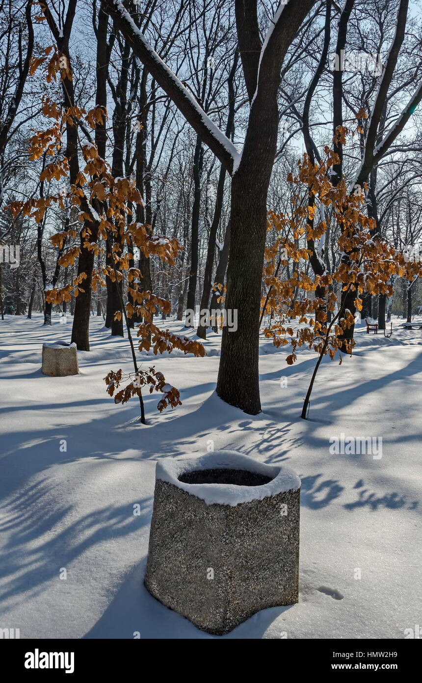 Magnetic winter scene of forest and young sapling oak-tree in park ...