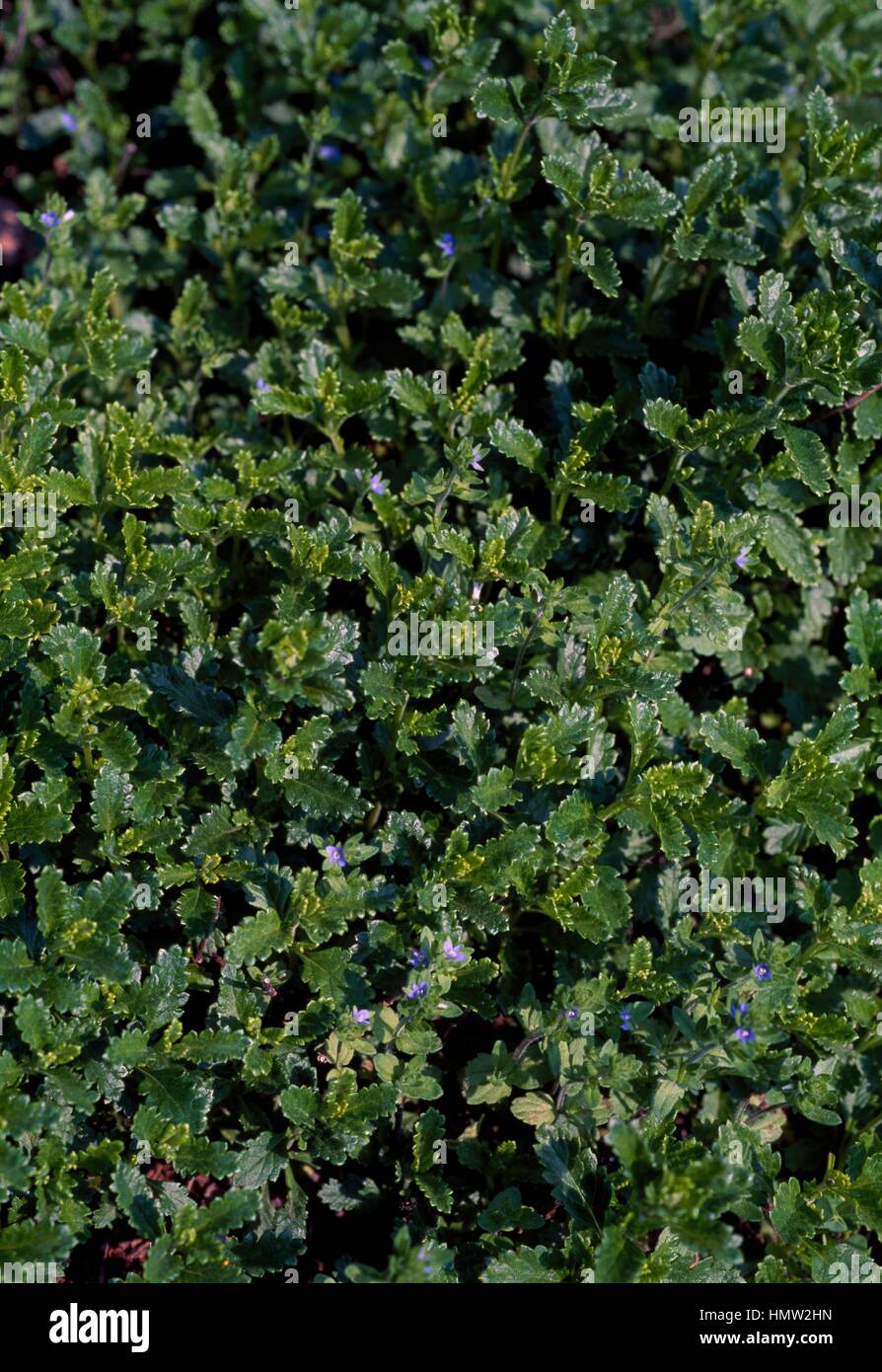 Wall germander (Teucrium chamaedrys), Lamiaceae Stock Photo - Alamy