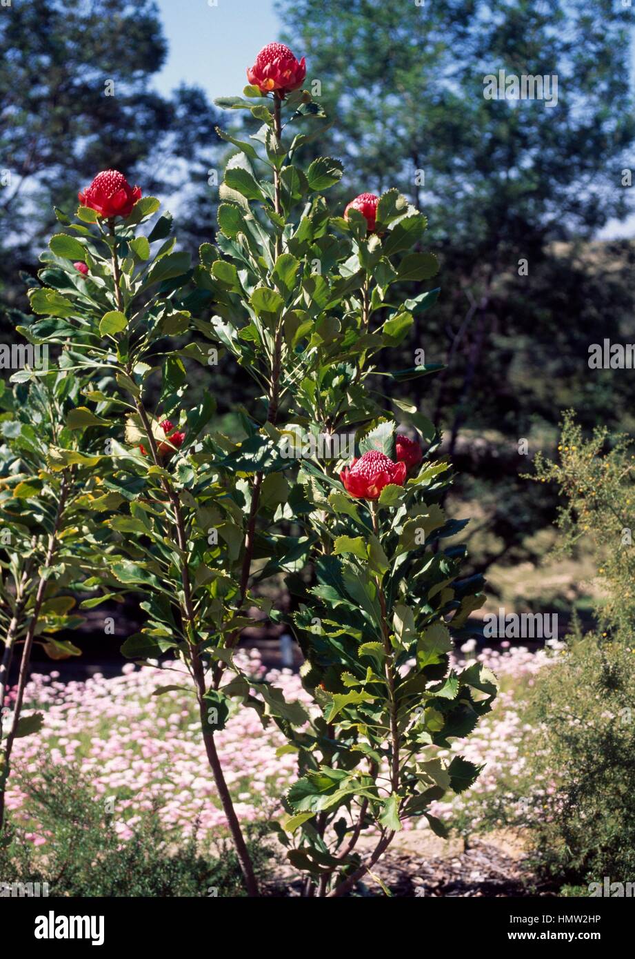 Waratah telopea speciosissima sunflare hi-res stock photography and ...