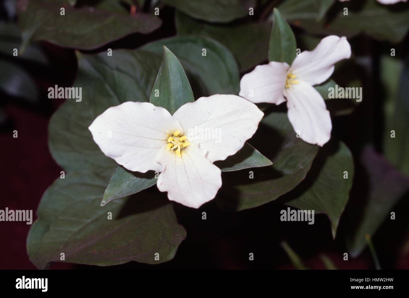 Snow Trillium (Trillium grandiflorum), Melanthiaceae Stock Photo - Alamy