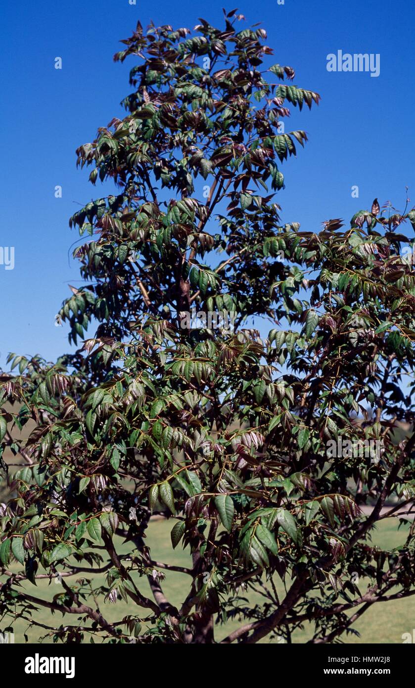 Australian Red Cedar (Toona ciliata), Meliaceae. Detail Stock Photo - Alamy