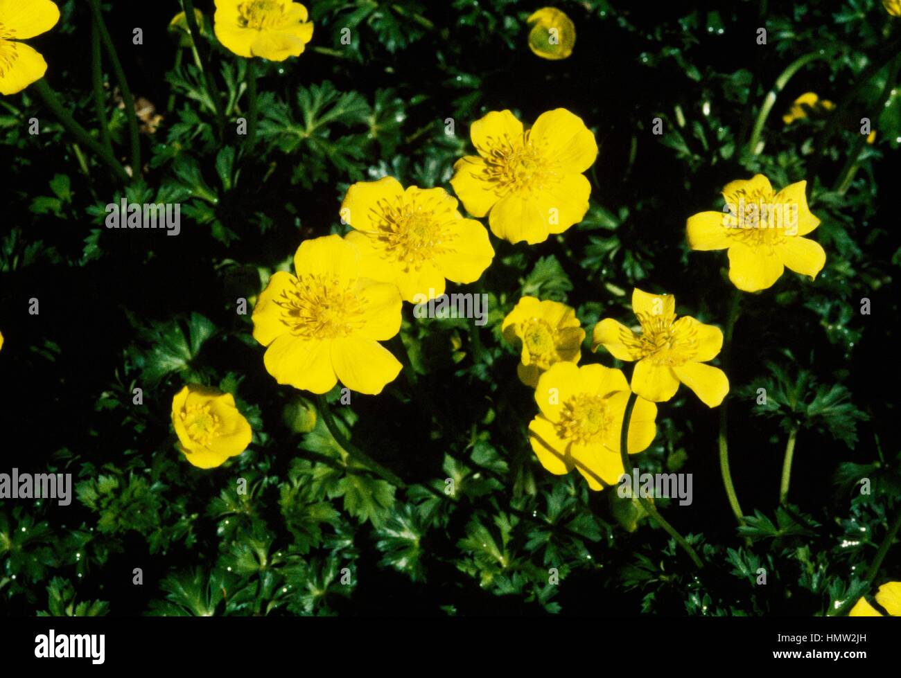 Chinese globe flower (Trollius chinensis), Ranunculaceae Stock Photo ...