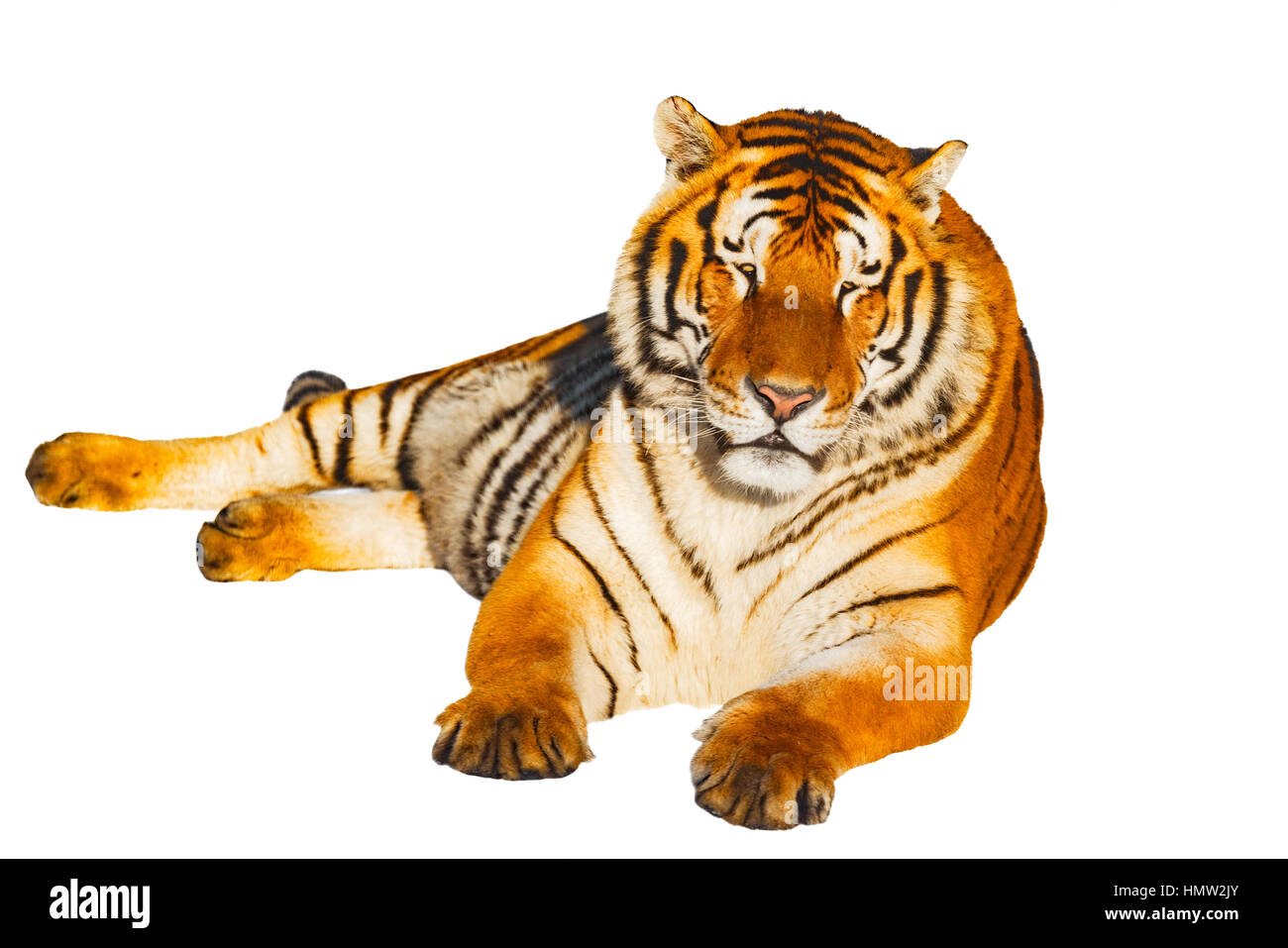 Tiger isolated on white background Stock Photo - Alamy