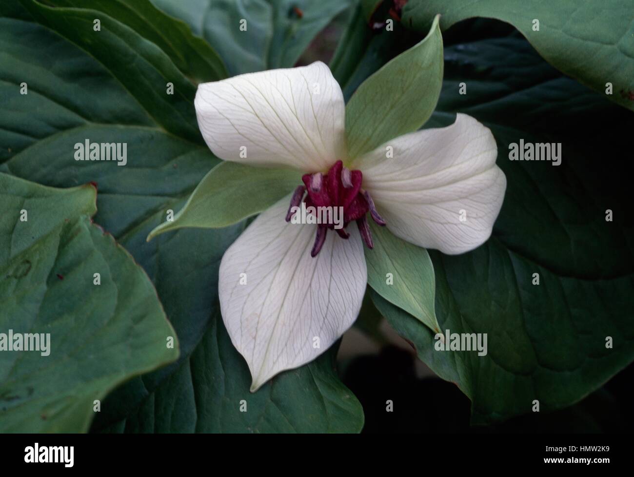 Whip-poor-will Flower (Trillium cernuum), Melanthiaceae Stock Photo - Alamy