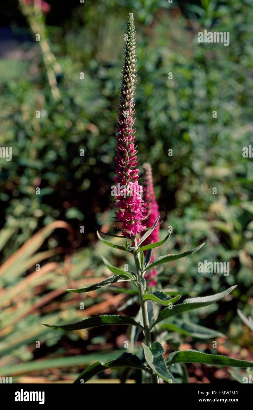 Speedwell (Veronica Pretty in Pink), Plantaginaceae Stock Photo - Alamy