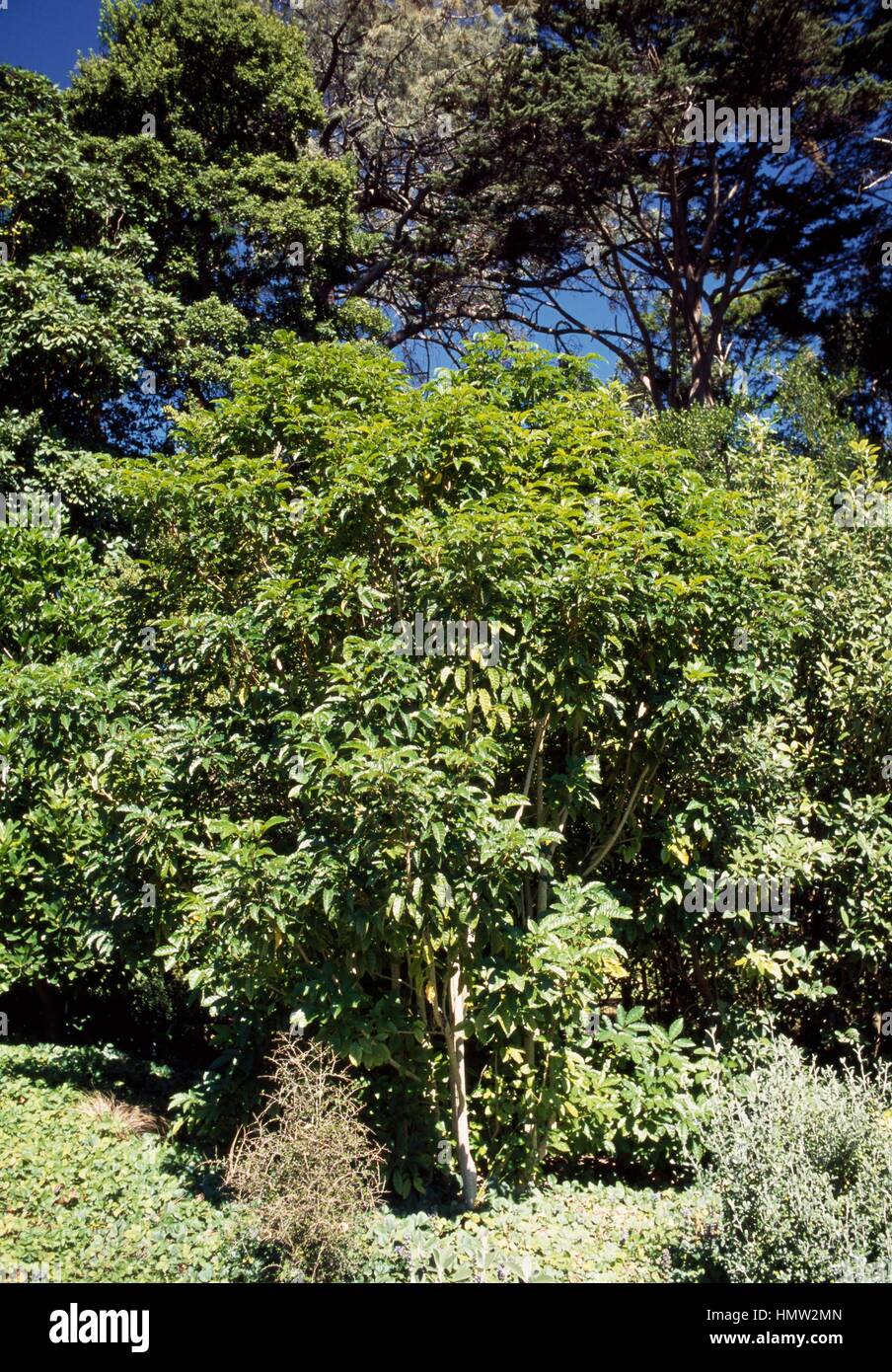 Puriri tree hi-res stock photography and images - Alamy
