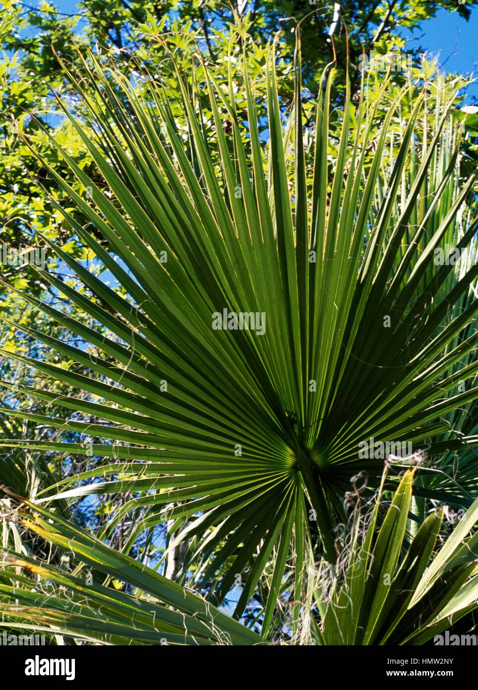 California Fan Palm leaves (Washingtonia filifera) Arecaceae Stock ...