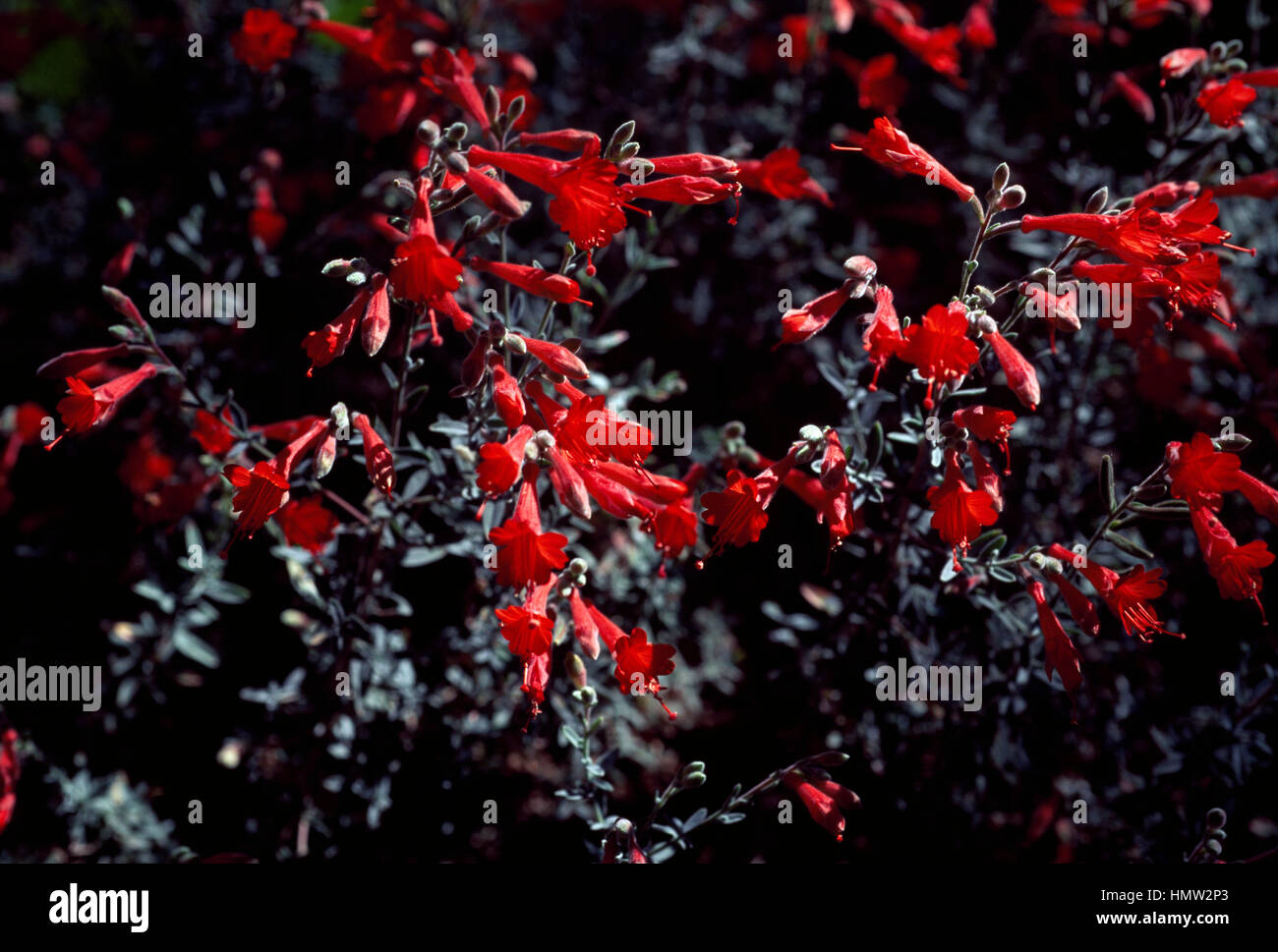 California fuchsia or Zauschneria in bloom (Epilobium canum ...