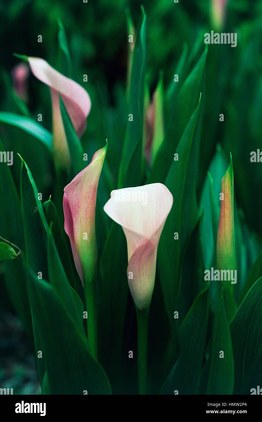 Pink arum lily, (Zantedeschia rehmannii), Araceae Stock Photo - Alamy