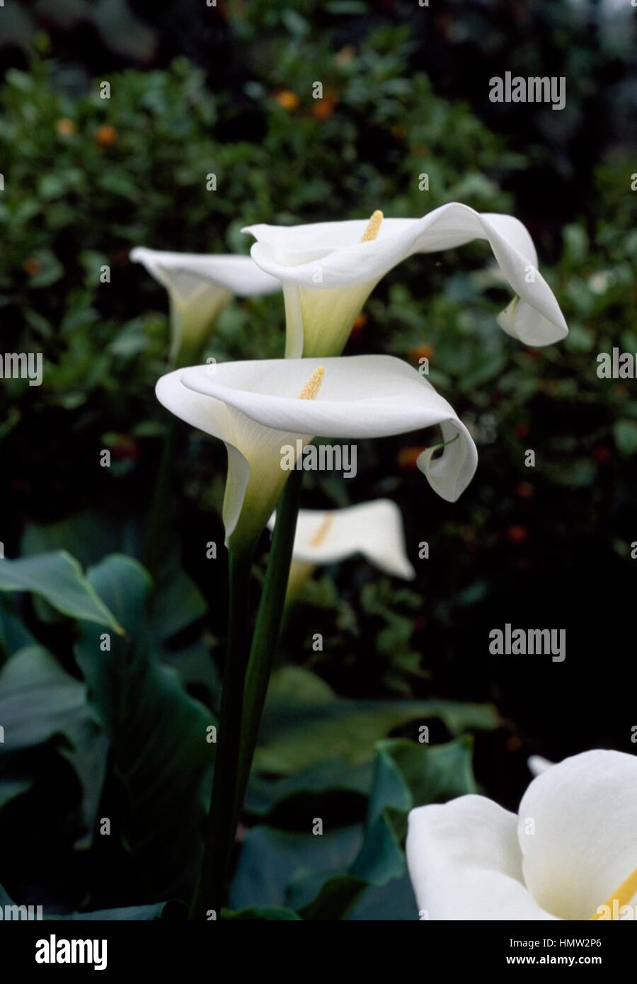 Calla lily or Arum lily (Zantedeschia aethiopica), Araceae Stock Photo ...