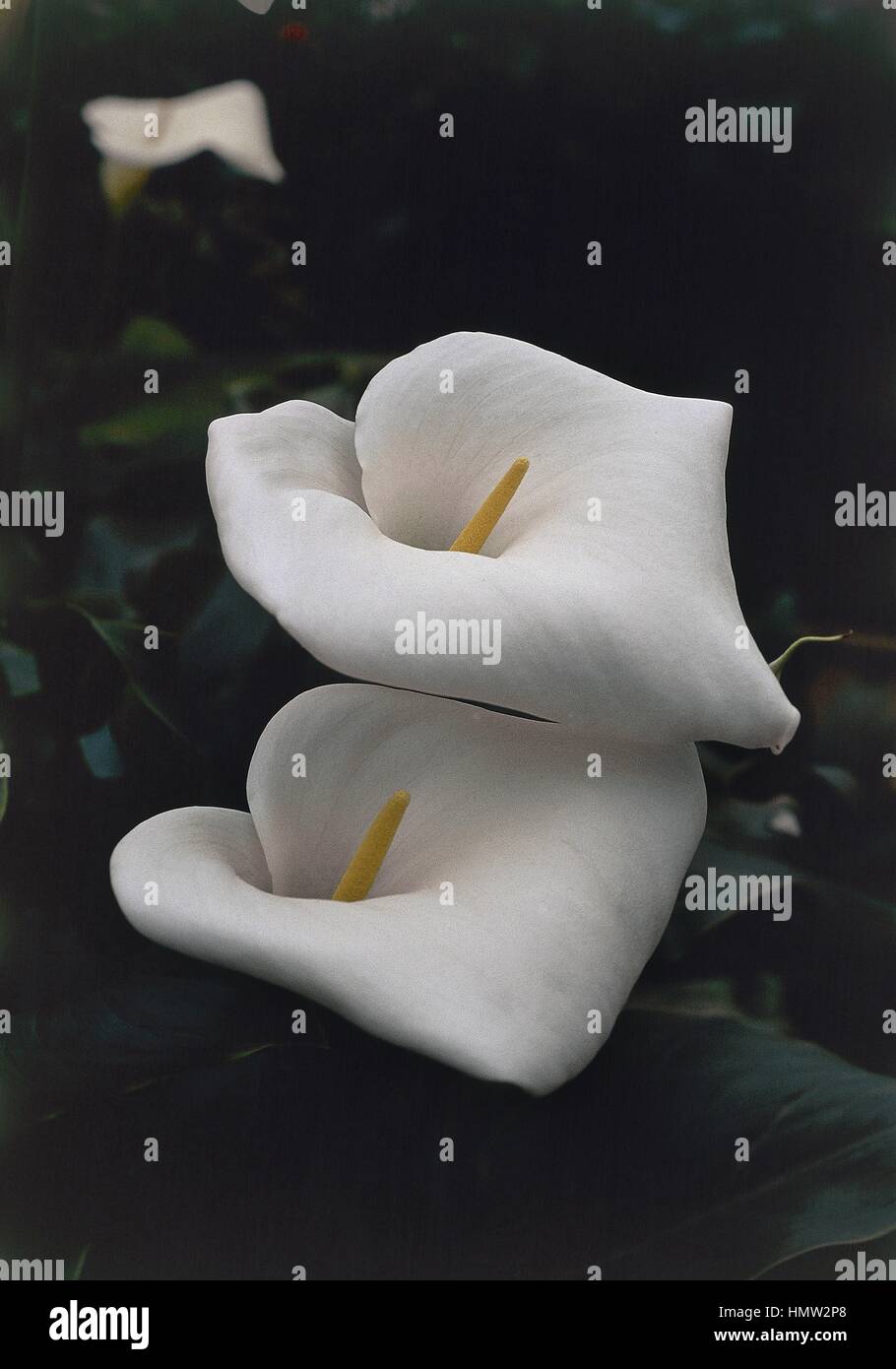 Botany - Araceae. Calla lily (Zantedeschia aethiopica Stock Photo - Alamy