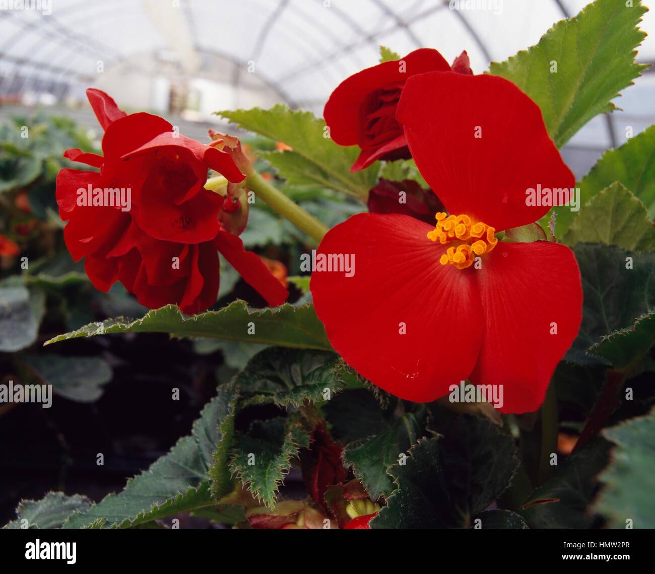 Begonia semperflorens begoniaceae hi-res stock photography and images ...