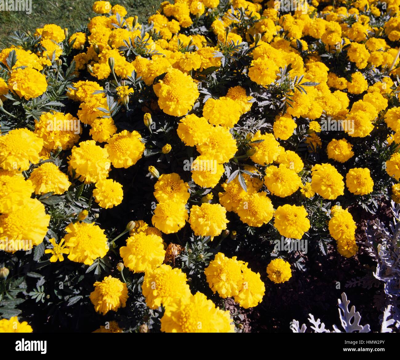 French marigold, Big marigold or Aztec marigold (Tagetes patula or ...