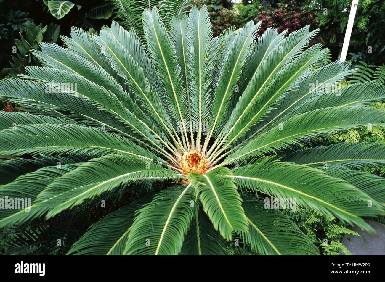 Cycad trees hi-res stock photography and images - Alamy