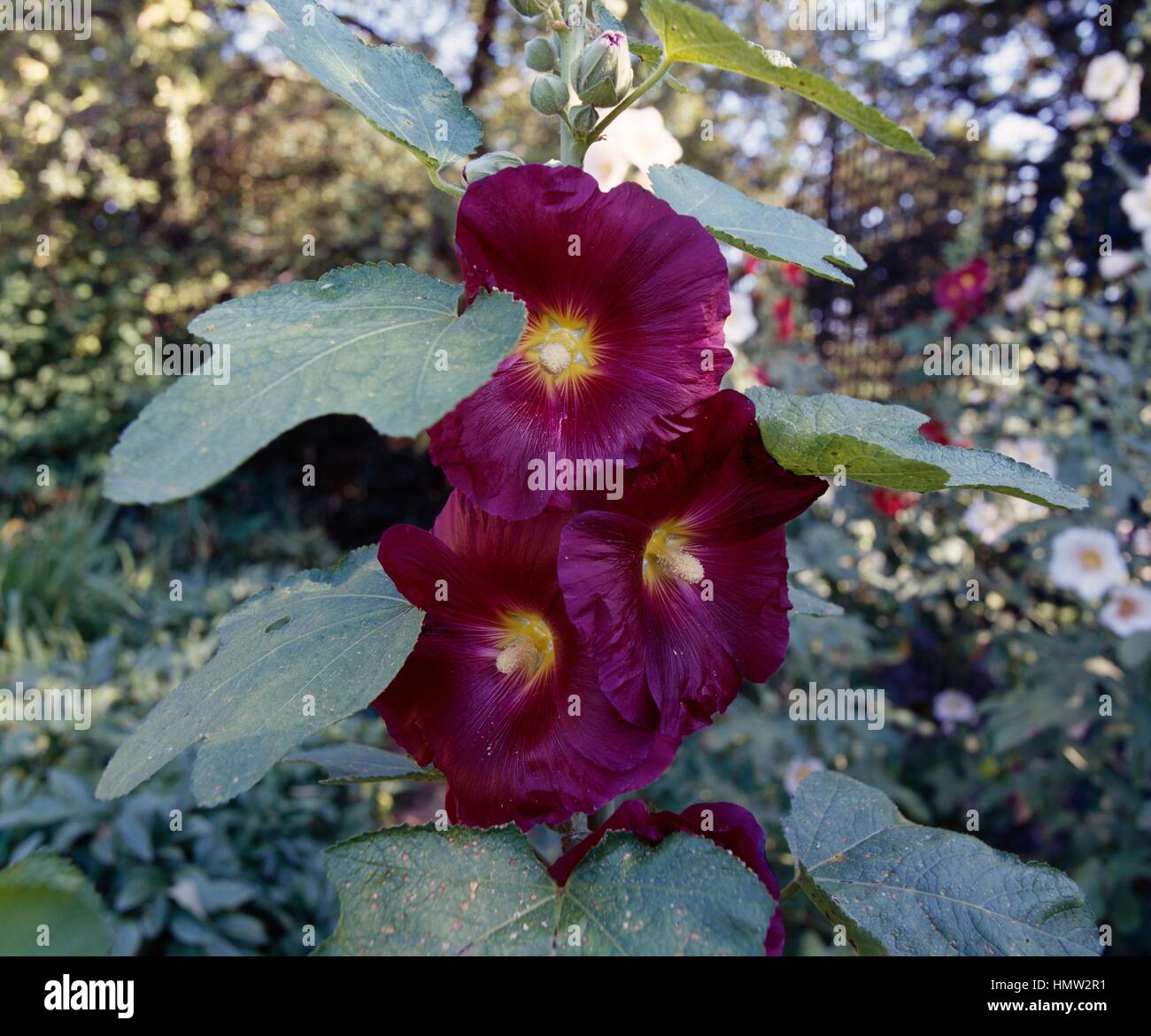 Altea althaea sp hi-res stock photography and images - Alamy