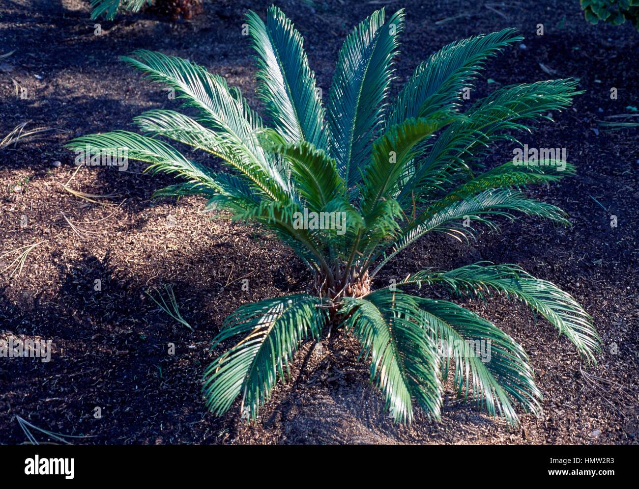 King sago palm (Cycas revoluta), Cicadacee Stock Photo - Alamy