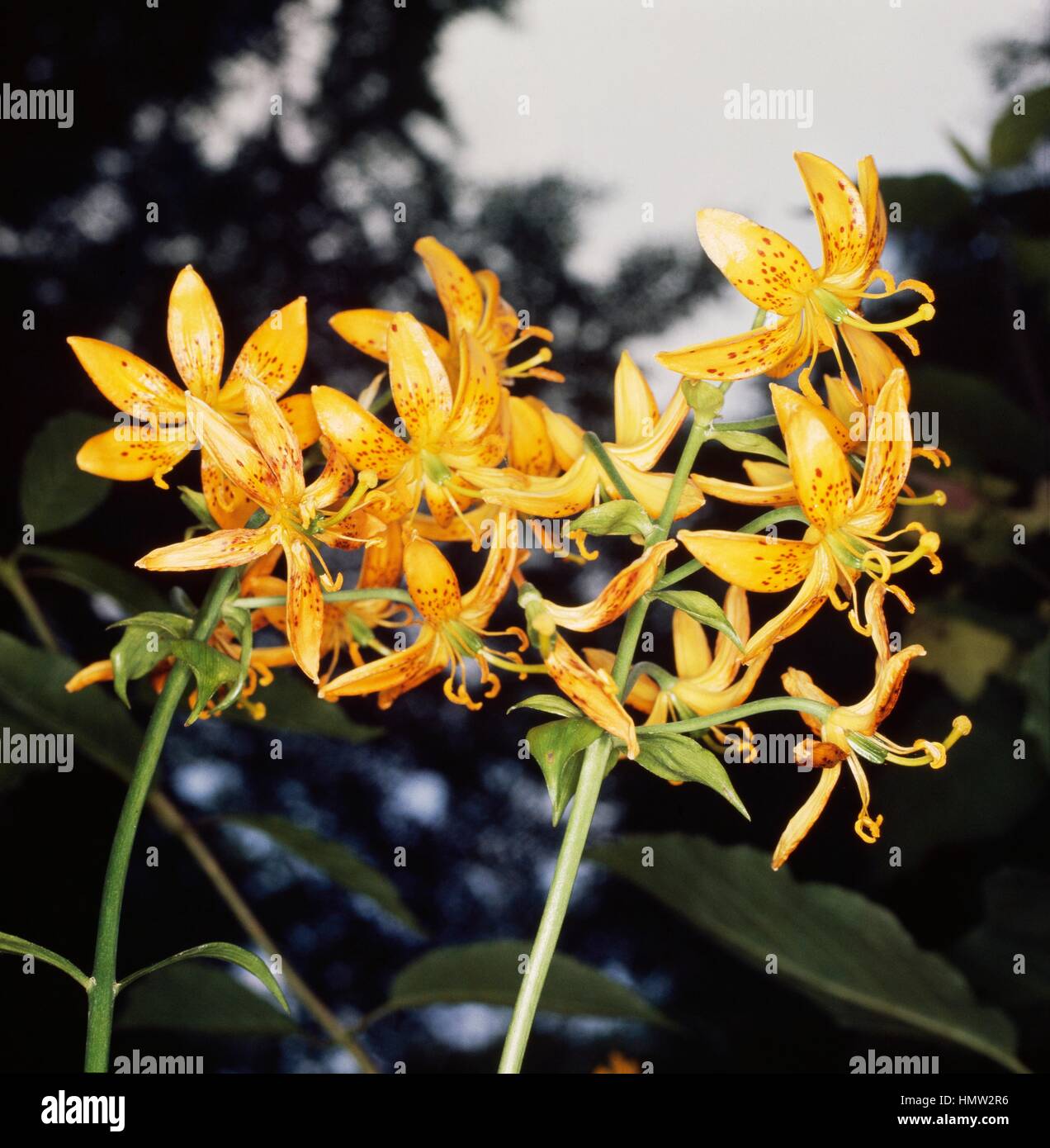 Lilium bourbankii hi-res stock photography and images - Alamy