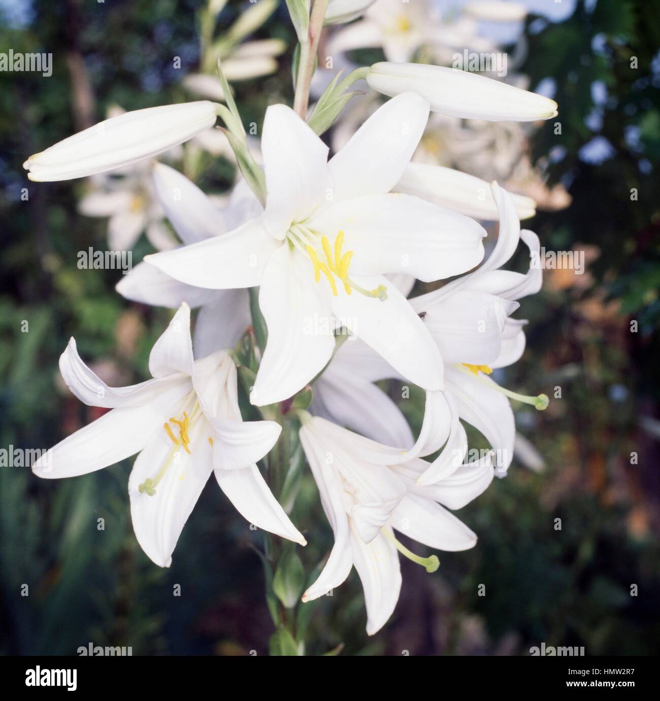 Madonna lily lily hi-res stock photography and images - Alamy