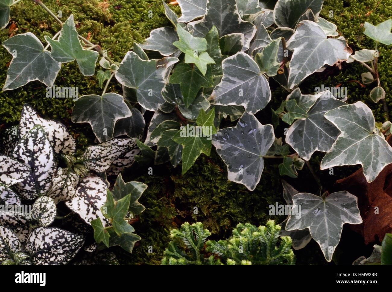 Common Ivy (Hedera helix), Araliaceae Stock Photo - Alamy