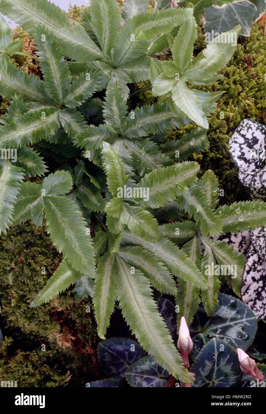 Avery Fern or Cretan Brake (Pteris cretica), Pteridaceae Stock Photo ...