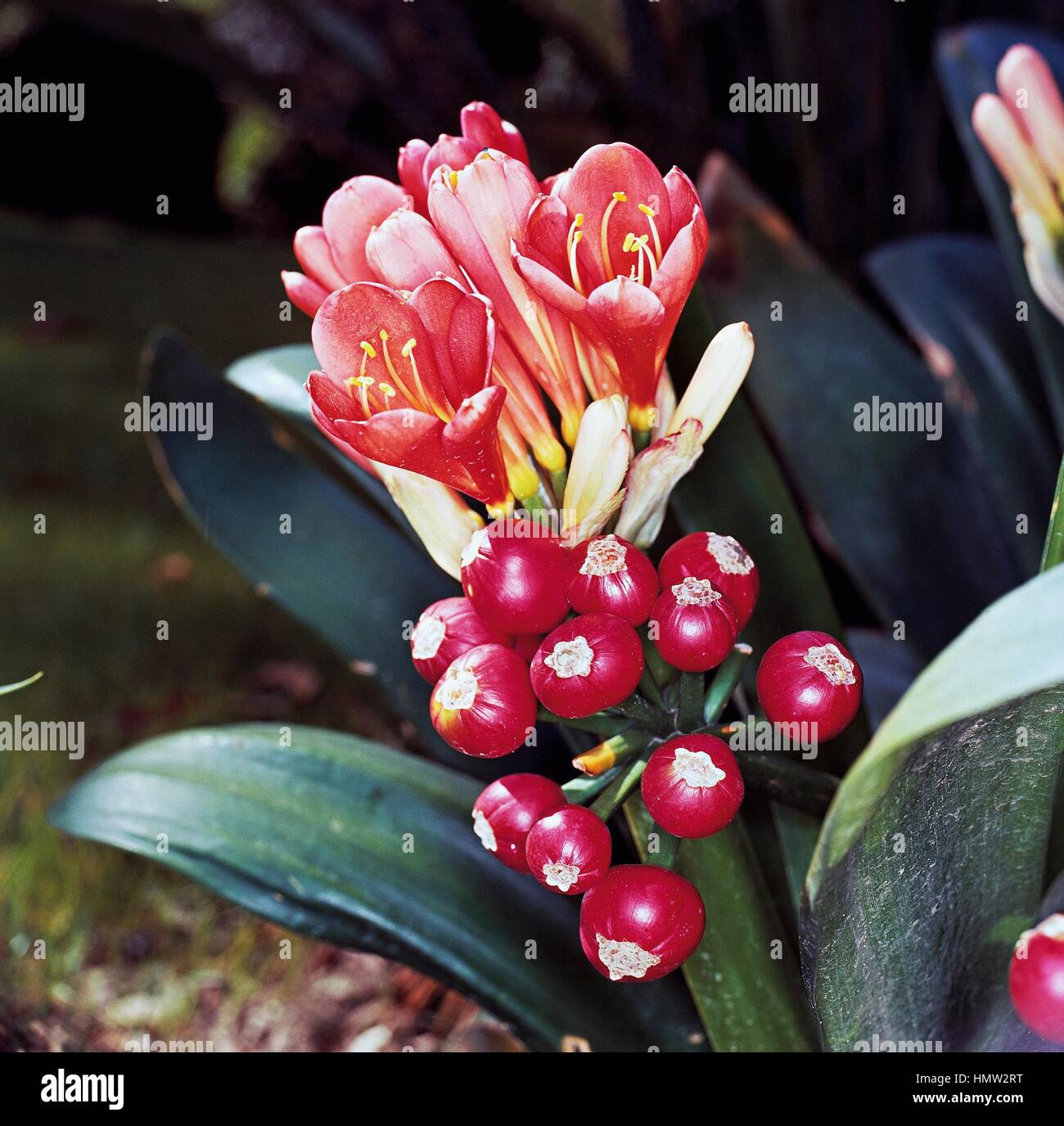 Clivia miniata image hi-res stock photography and images - Alamy