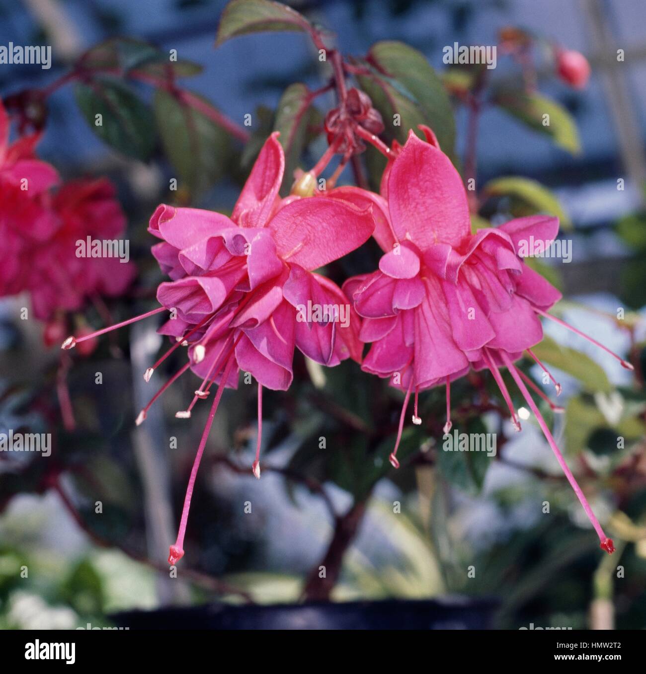Hybrid fuchsia (Fuchsia hybrida), Onagraceae Stock Photo - Alamy