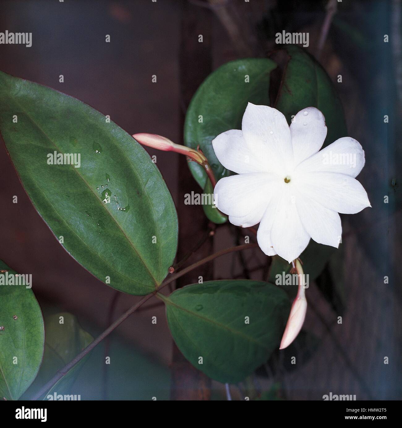 Jasminum rex hi-res stock photography and images - Alamy