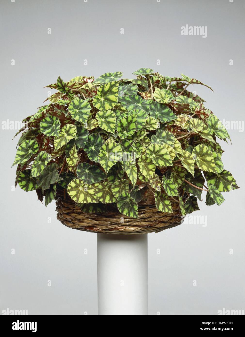 Houseplants - Begoniaceae - Begonia boweri Tiger Stock Photo - Alamy