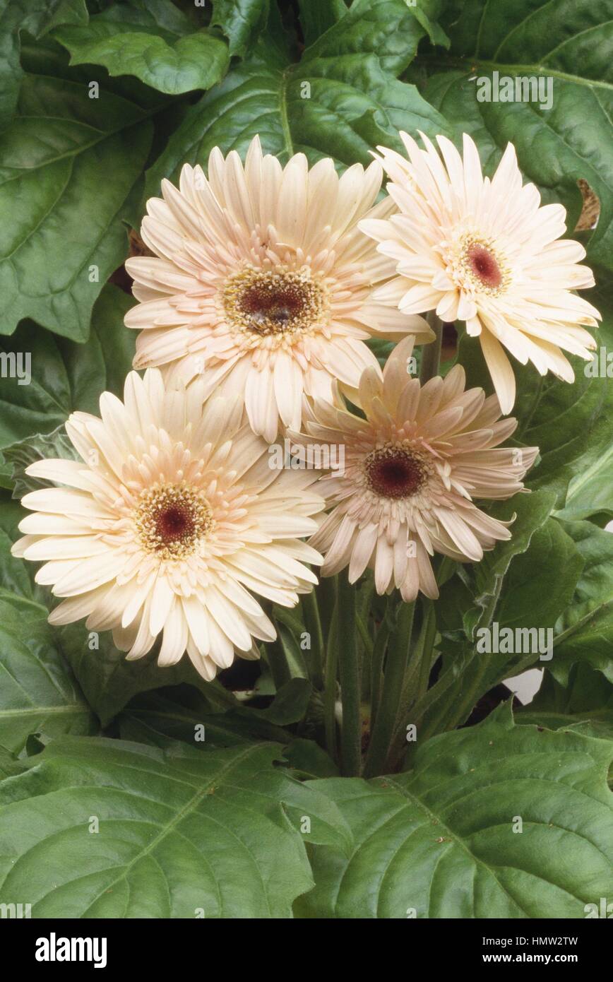 Gerbera or African daisy (Gerbera sp), Asteraceae Stock Photo - Alamy