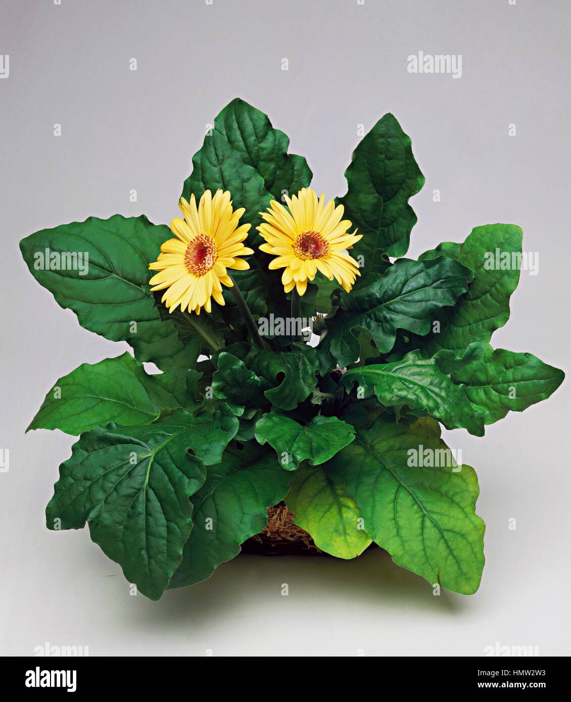 Gerbera Gerbera Sp High Resolution Stock Photography and Images - Alamy