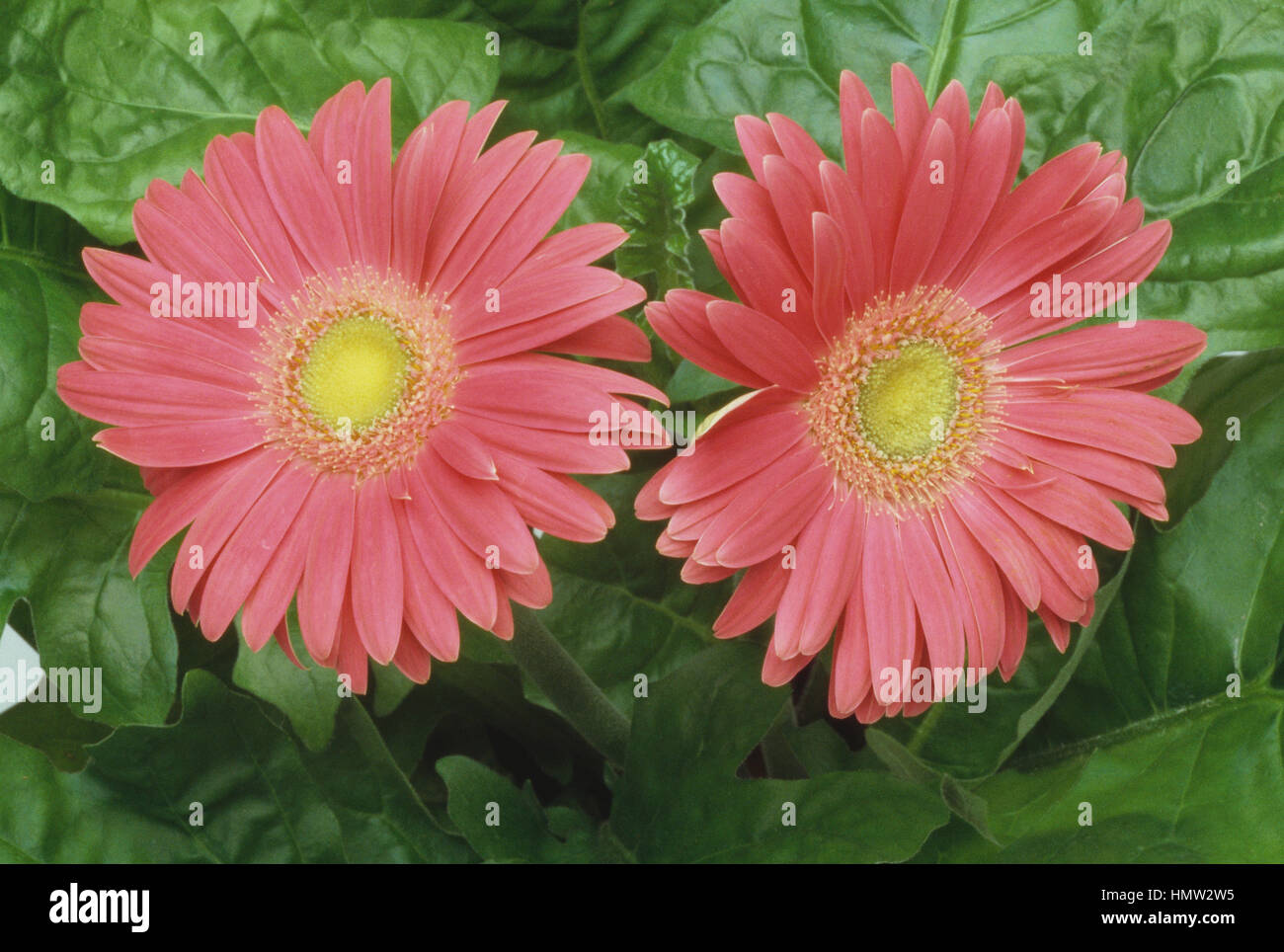 Gerbera or African daisy (Gerbera sp), Asteraceae Stock Photo - Alamy