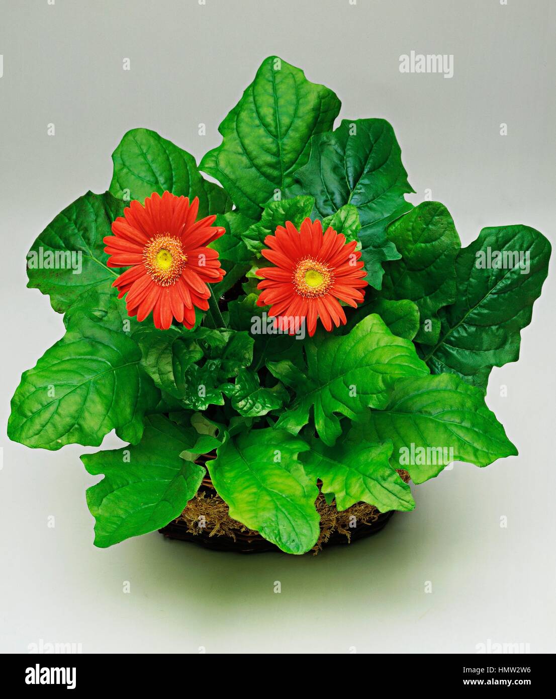 Transvaal daisy or Gerbera (Gerbera sp), Asteraceae Stock Photo - Alamy