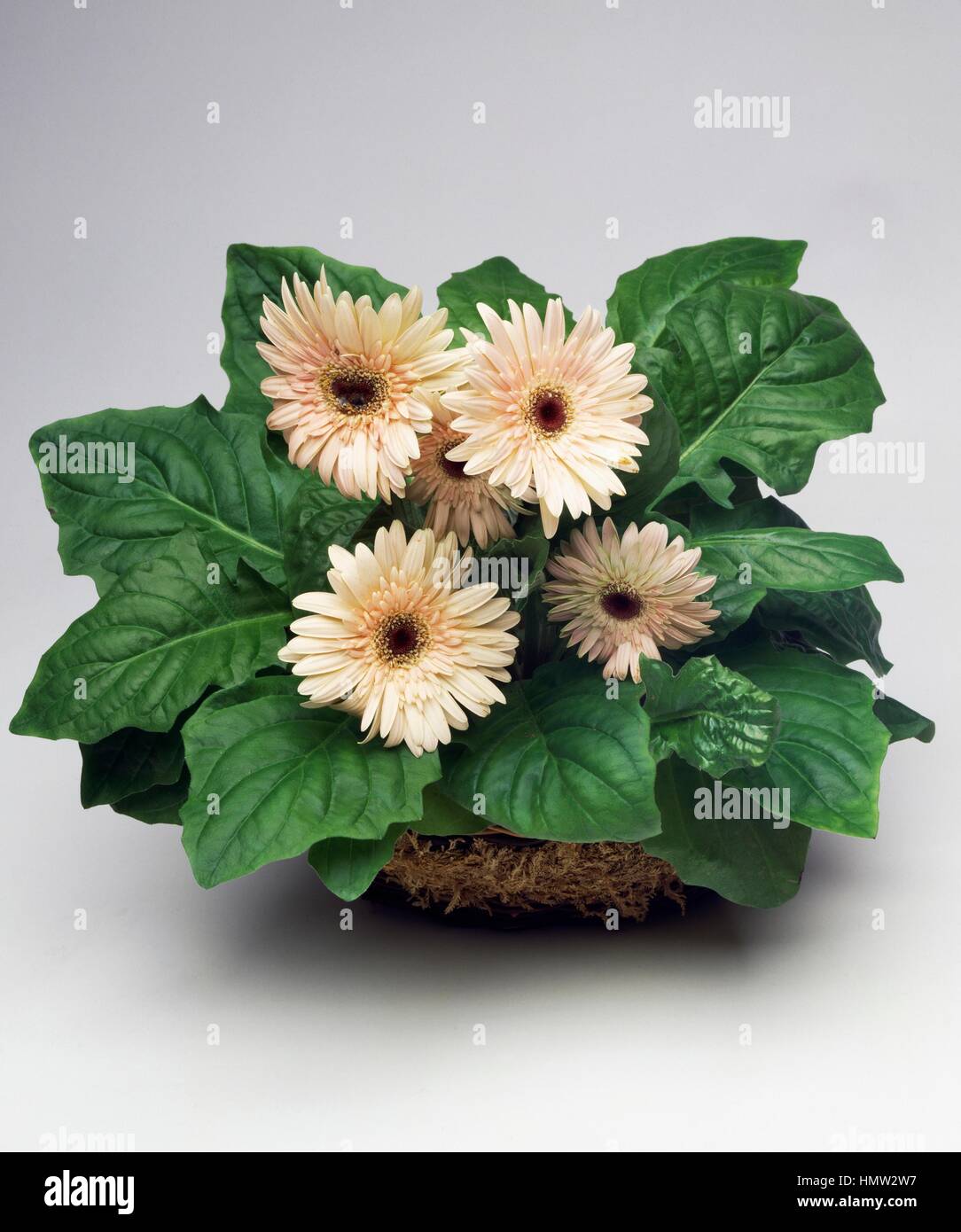 Gerbera sp hi-res stock photography and images - Alamy